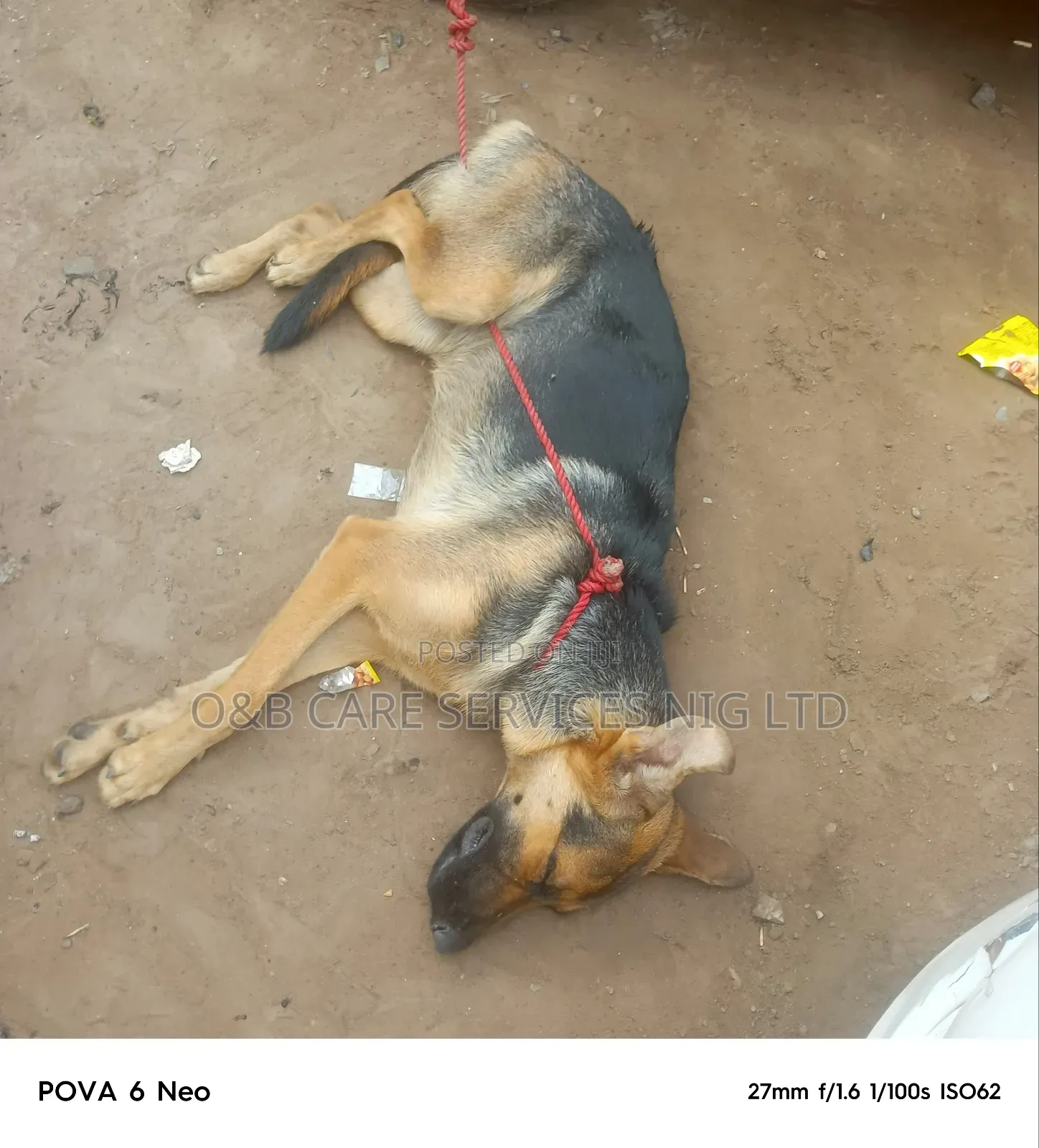 3-6 months Female Purebred German Shorthaired Pointer in Madina - Dogs ...