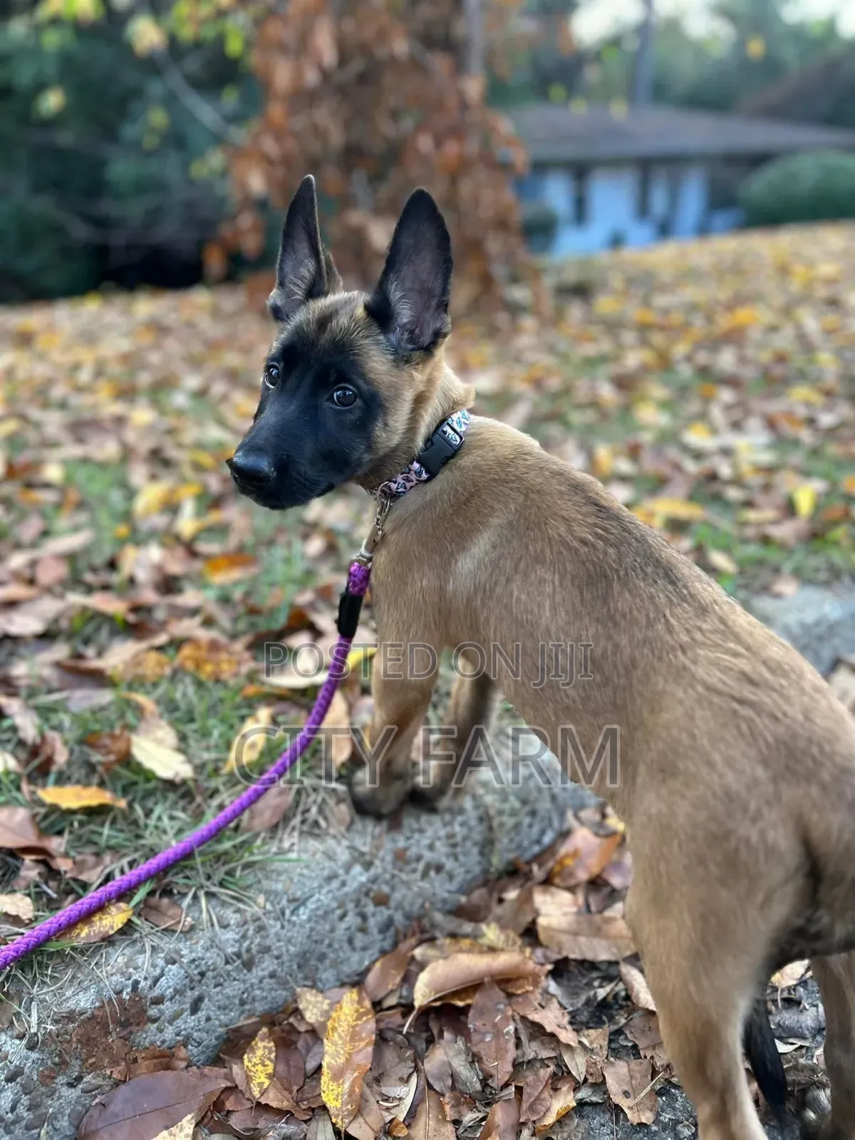 1-3 months Male Purebred Belgian Malinois in Adenta - Dogs & Puppies ...