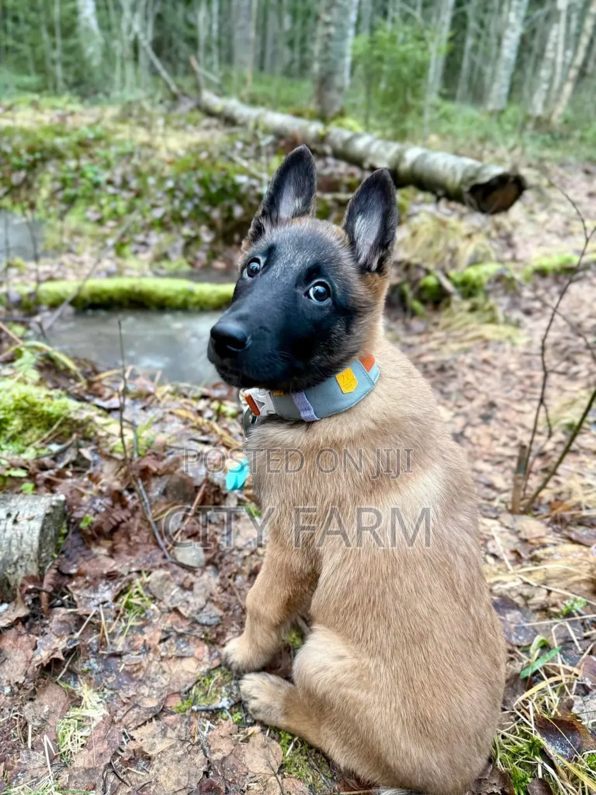 1-3 months Female Purebred Belgian Malinois in East Legon - Dogs ...