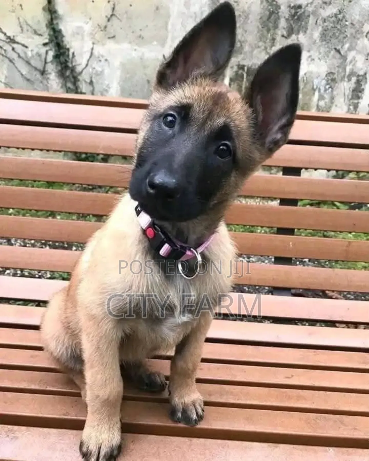 3-6 months Female Purebred Belgian Malinois in Haatso - Dogs & Puppies ...