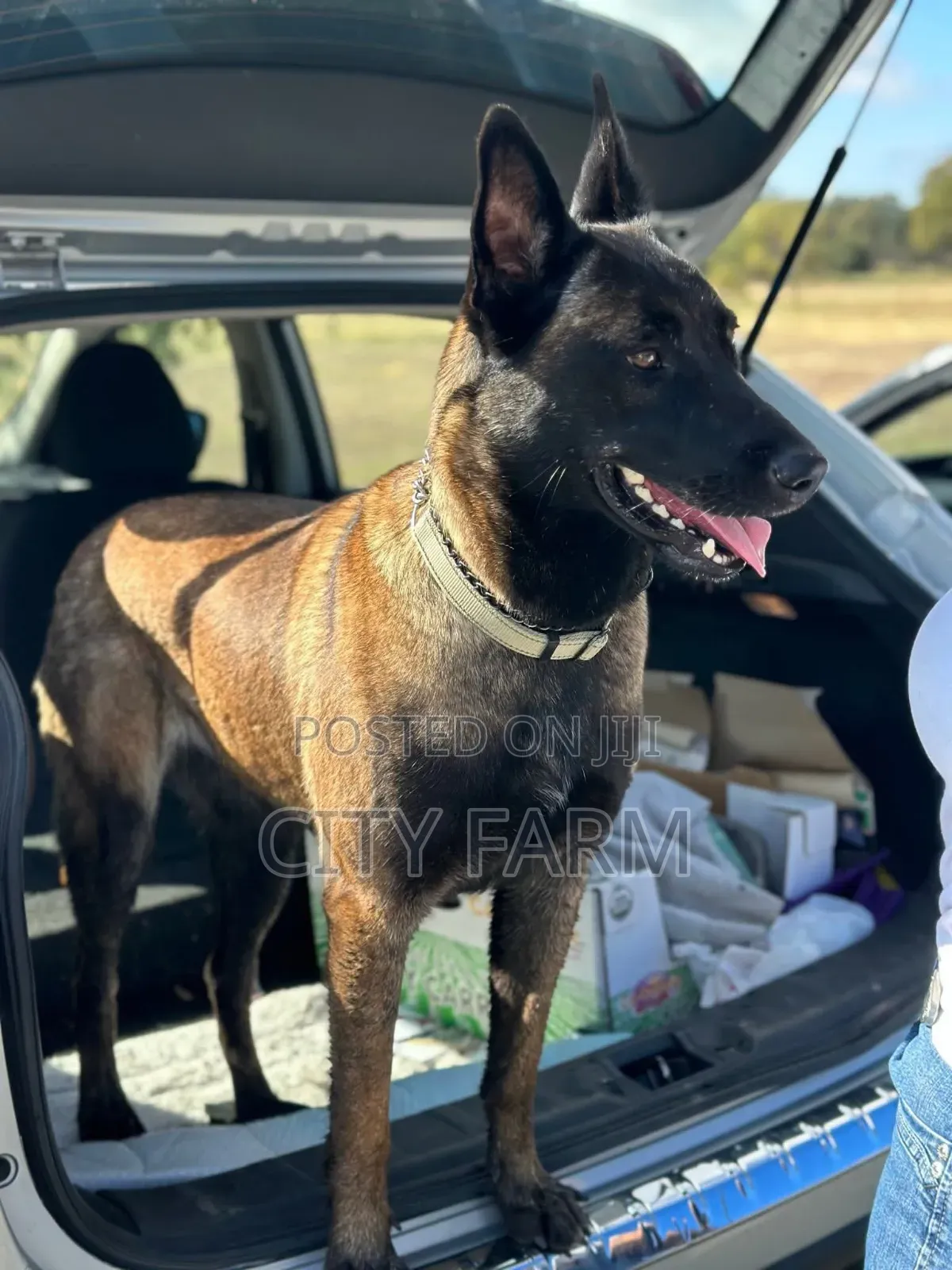 1-3 months Female Purebred Belgian Malinois in Roman Ridge - Dogs ...