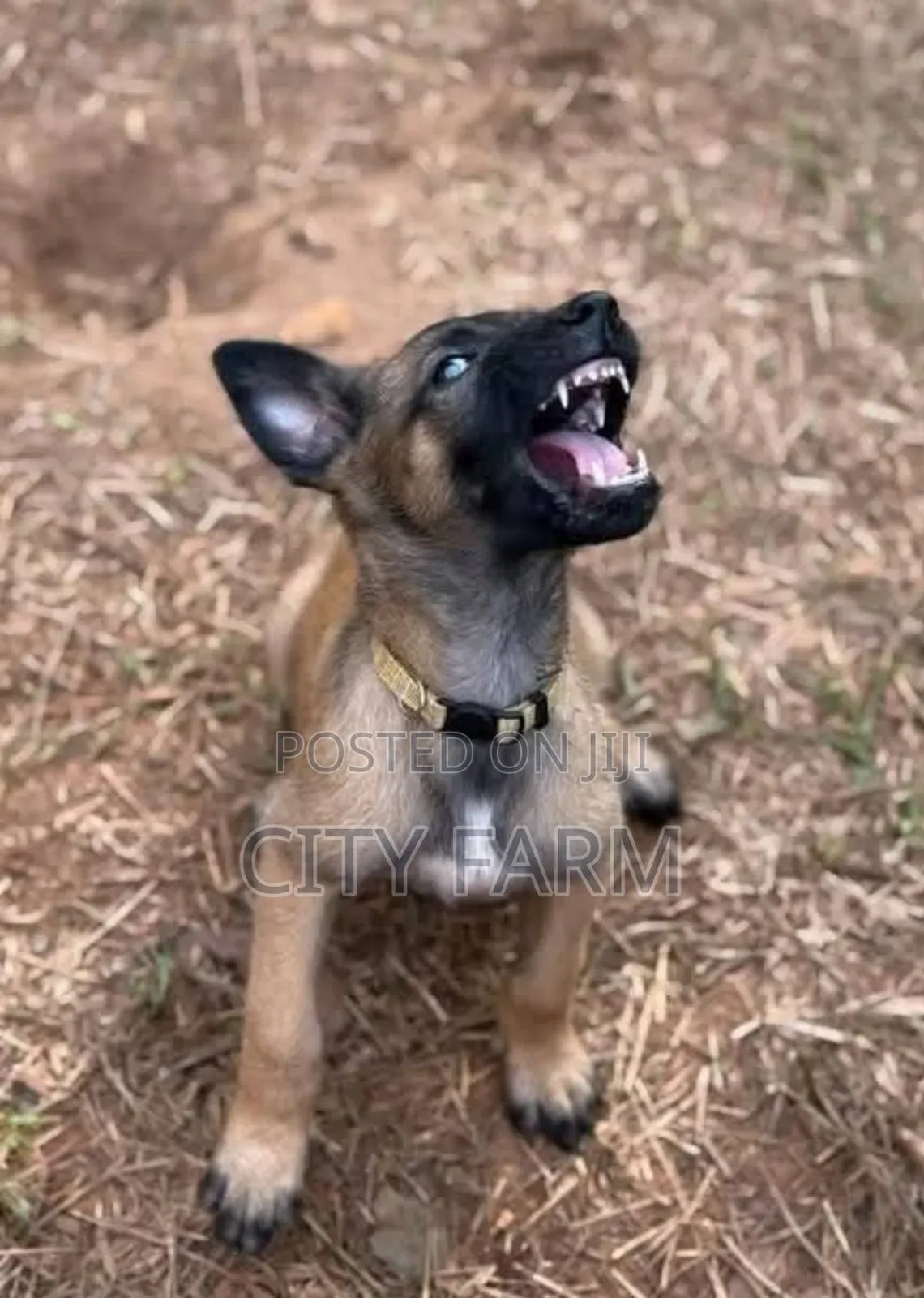 3-6 months Female Purebred Belgian Malinois in Spintex - Dogs & Puppies ...