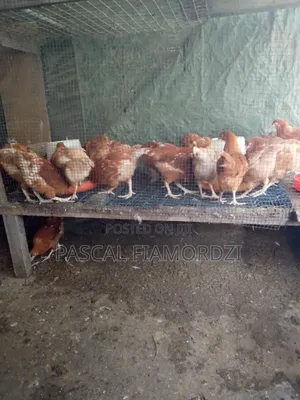 11 Week Old Vaccinated Brown Layers for Sale in Burma Camp - Farm ...