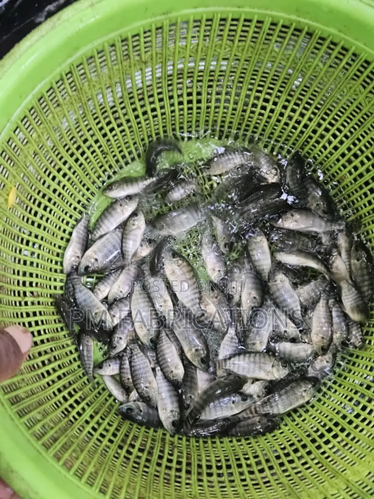 Tilapia Fingerlings in Kumasi Metropolitan - Farm Animals, Pm Fish ...