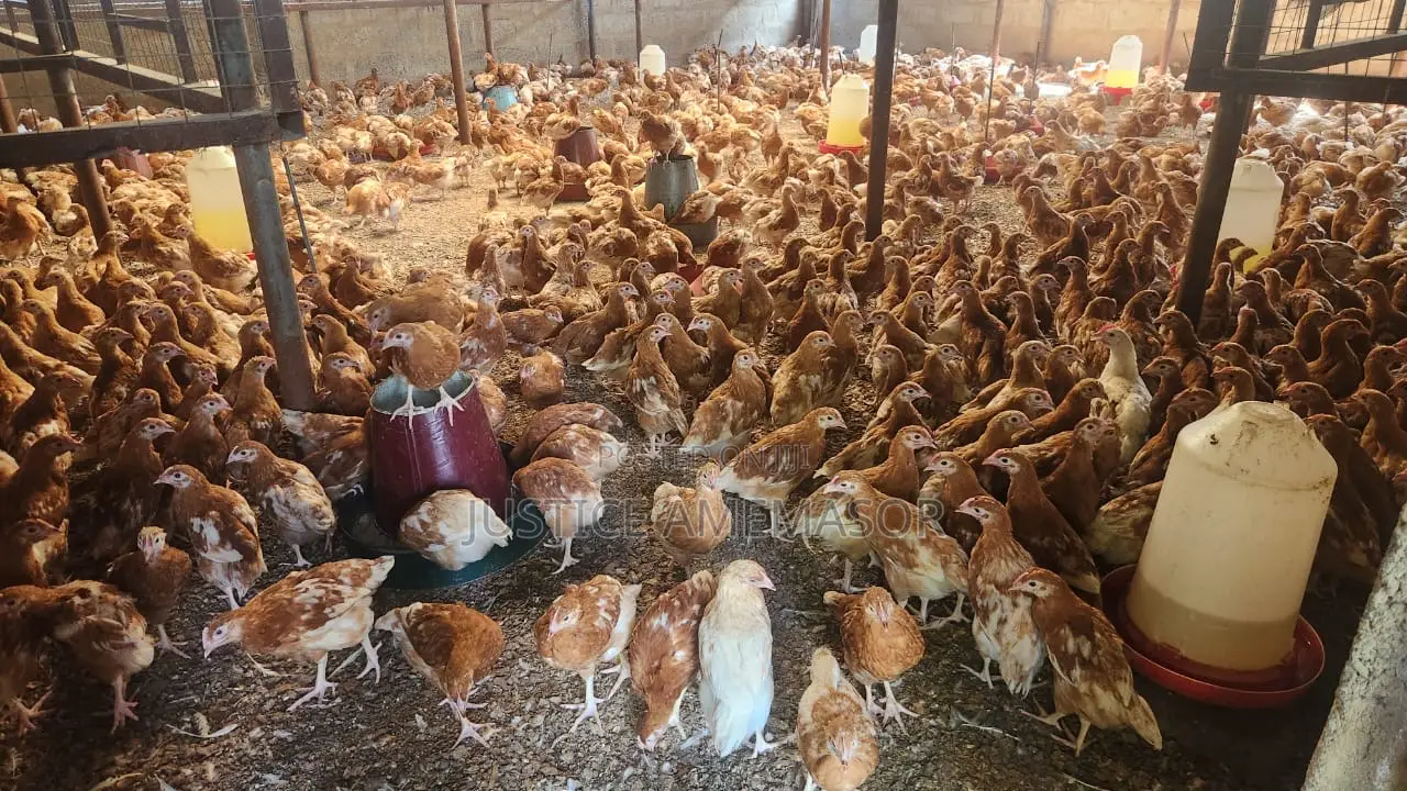 Poultry Farming in Ga West Municipal - Farm Animals, Justice Amemasor ...