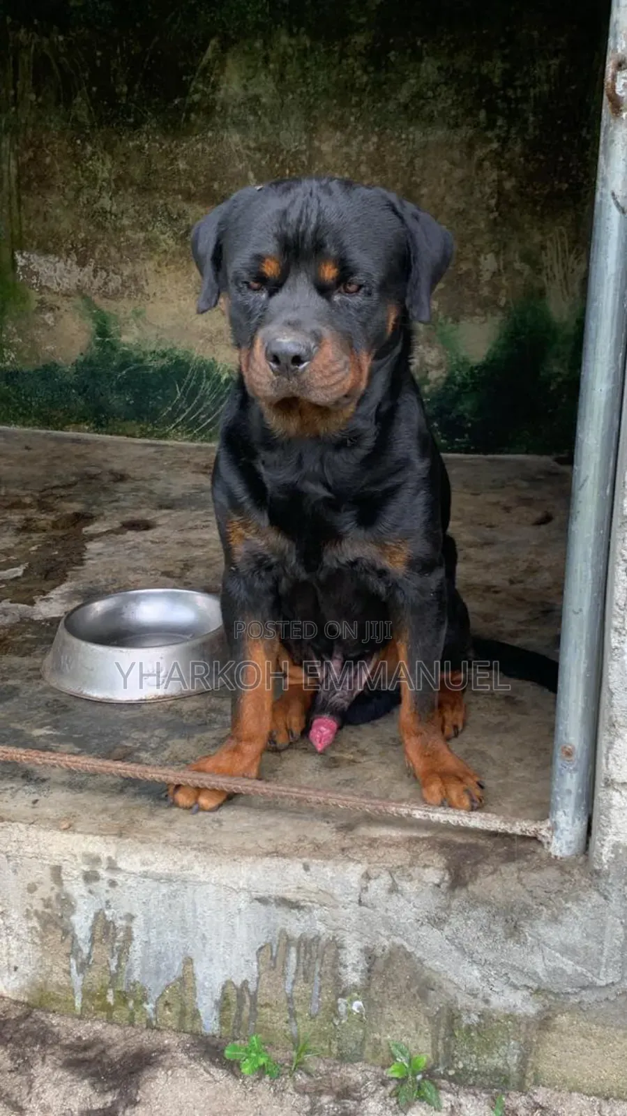 6-12 months Male Purebred Rottweiler for sale - Price: GH₵ 12,000 on ...