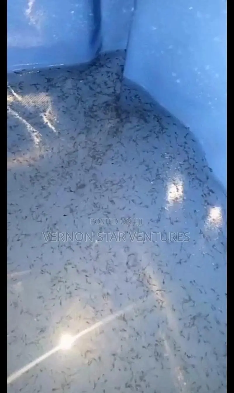 Active Catfish Fingerlings in Circle - Farm Animals, Vernon Star ...