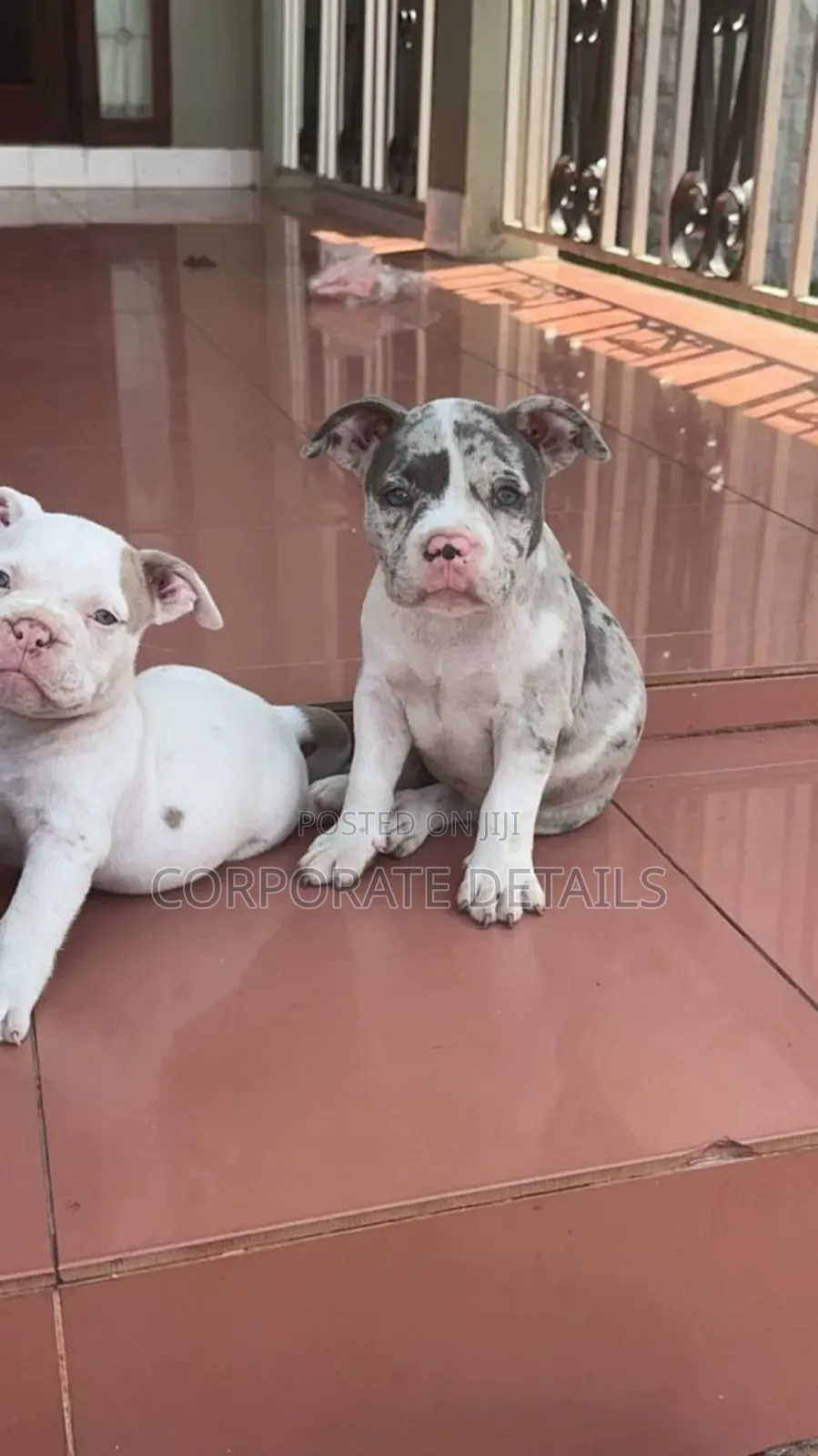 1-3 months Male Purebred American Pit Bull Terrier in Dansoman - Dogs ...