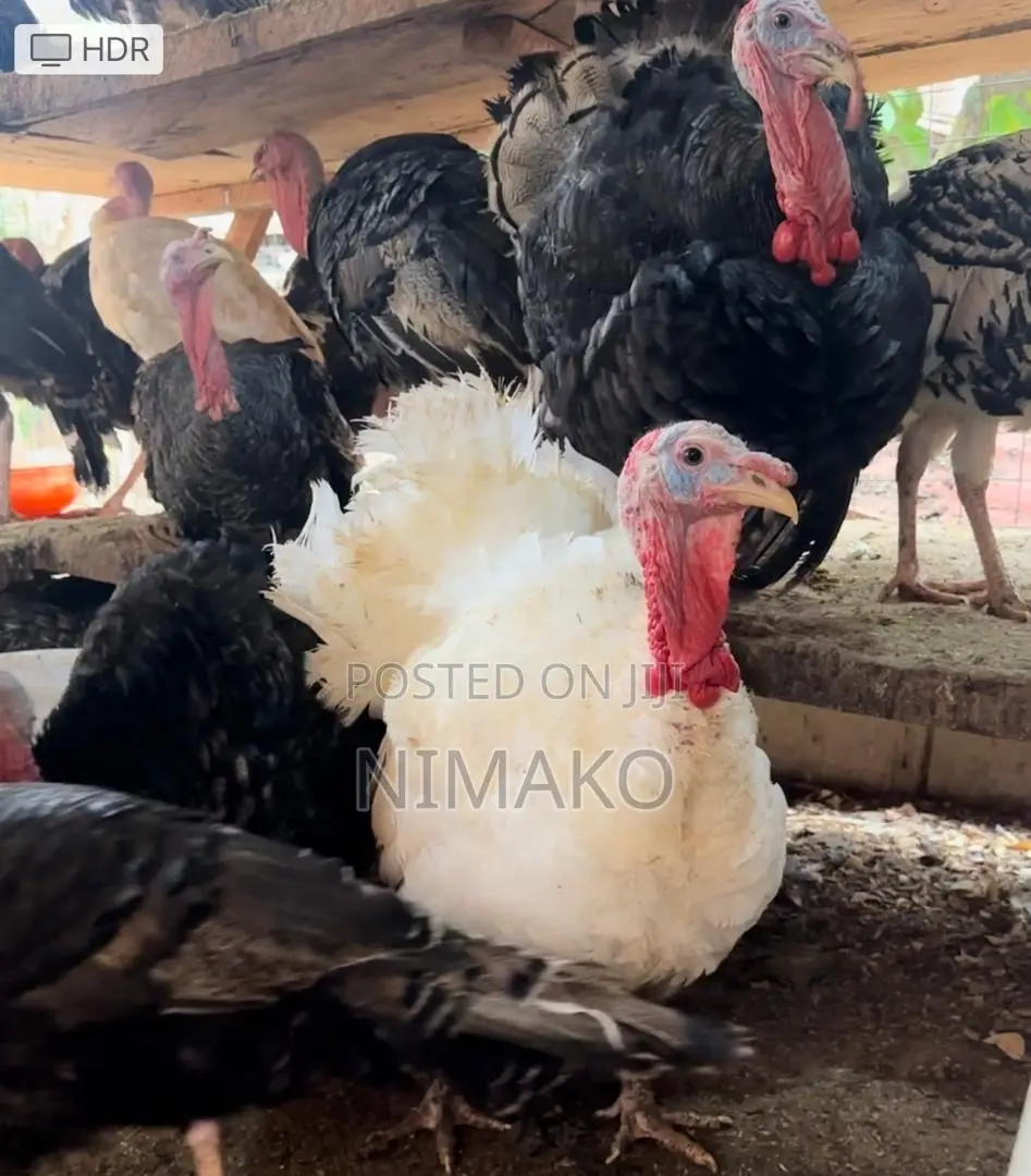 Day Old and Mature Turkeys, Ducks and Sasso, Broiler Chicken for Sale ...