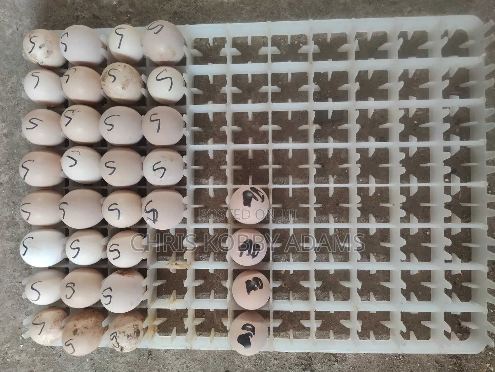 Incubator Egg Tray Heavy Duty for sale - Chris Kobby Adams Price: GH ...