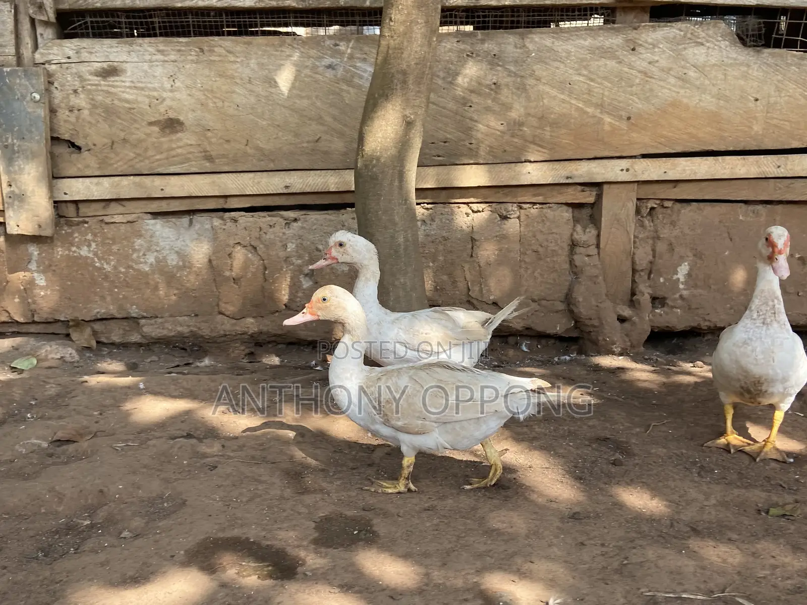 Point of Lay Muscovy Ducks in Techiman Municipal - Farm Animals ...