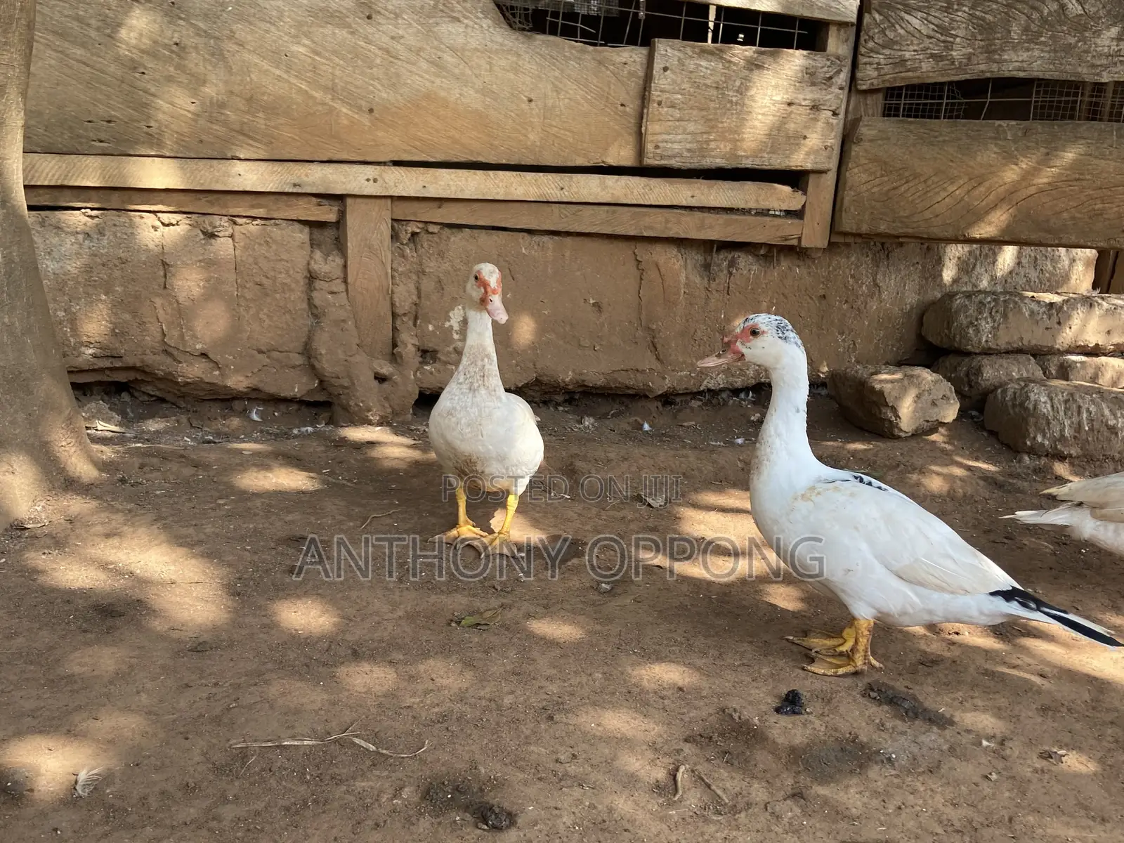 Point of Lay Muscovy Ducks in Techiman Municipal - Farm Animals ...