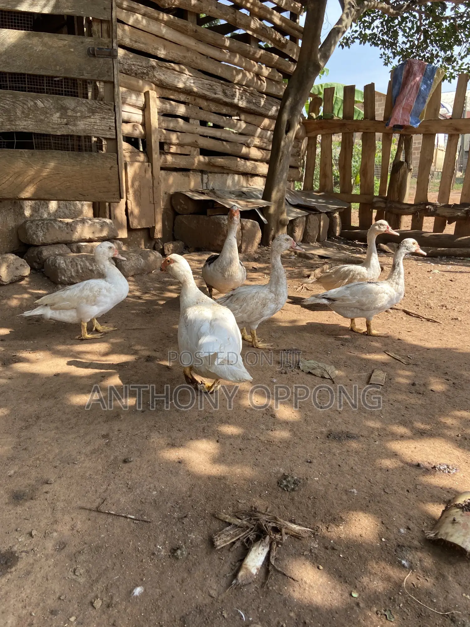 Point of Lay Muscovy Ducks in Techiman Municipal - Farm Animals ...