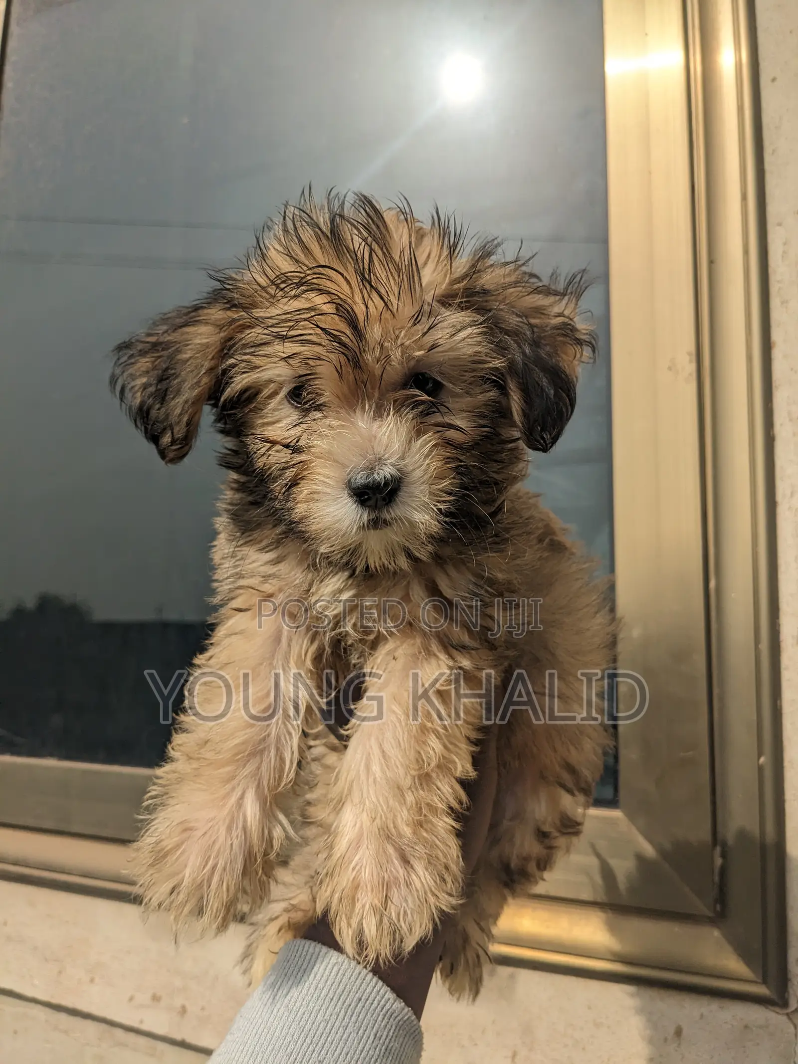 1-3 months Male Purebred Poodle in Tema Metropolitan - Dogs & Puppies ...