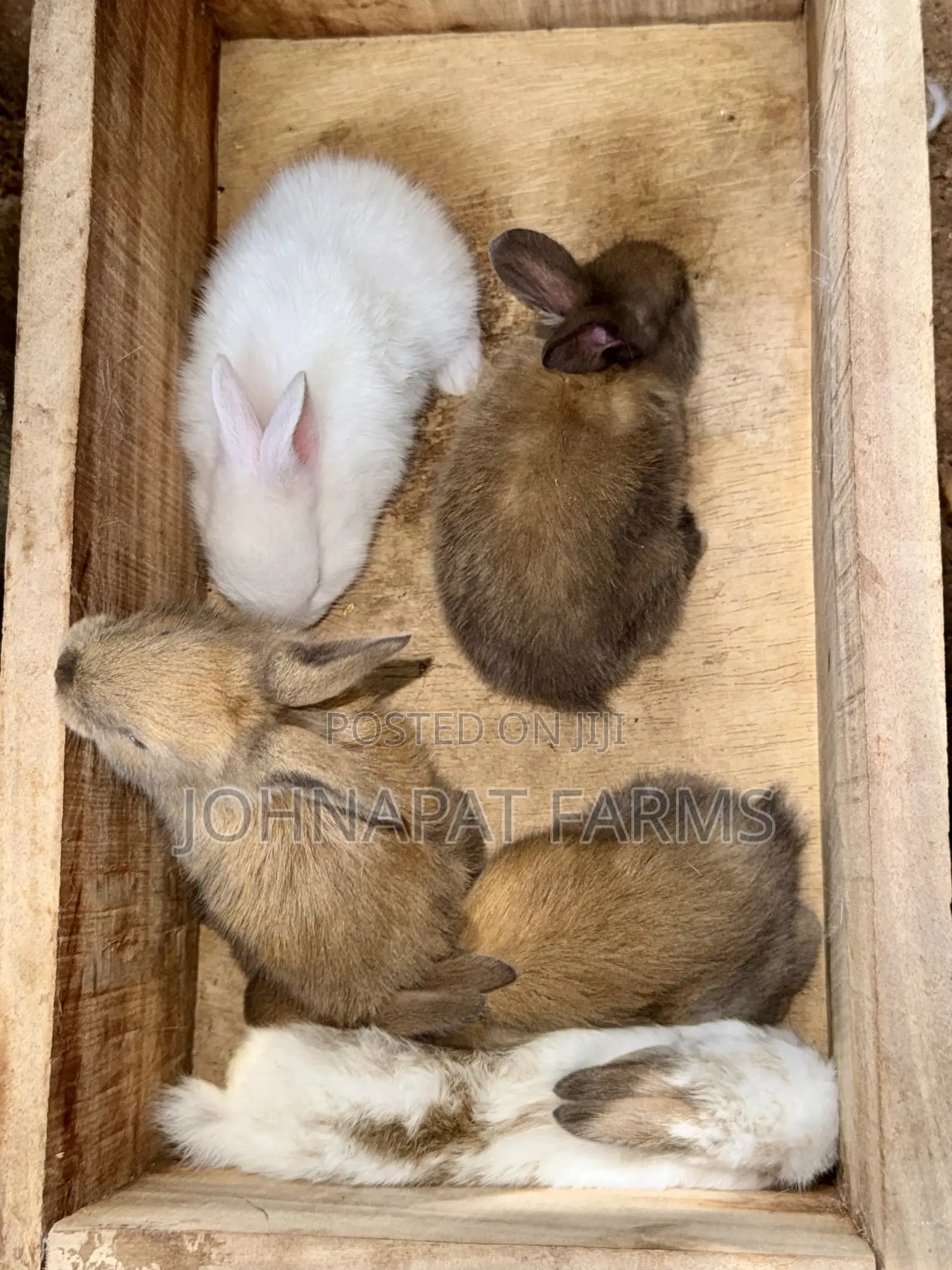 Cinnamon Doe With 3 Weeks Old Kits for sale - Johnapat Farms Price: GH ...