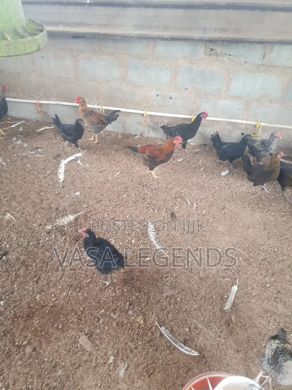 Black Local Fowls in Ashomang Estate - Farm Animals, Vasa Legends ...