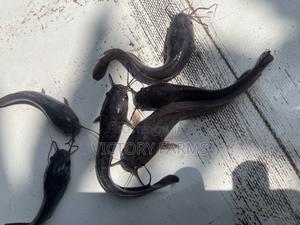 Fast Growing Healthy Catfish in Accra Metropolitan - Farm Animals, Aqua ...