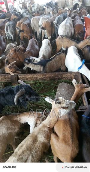 Yussif Goat in Madina - Farm Animals, Adam Yussif | Jiji.com.gh