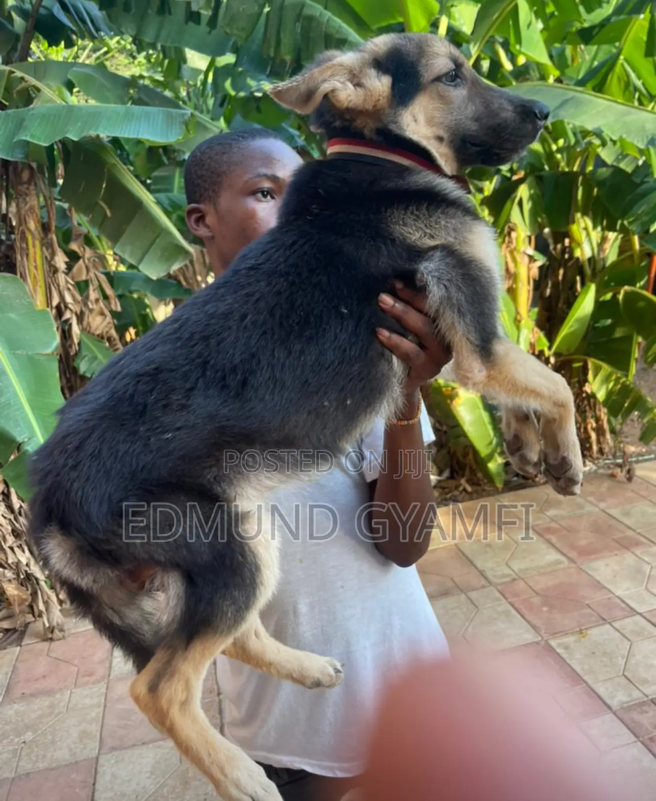 1-3 months Male Purebred German Shepherd in Weija - Dogs & Puppies ...