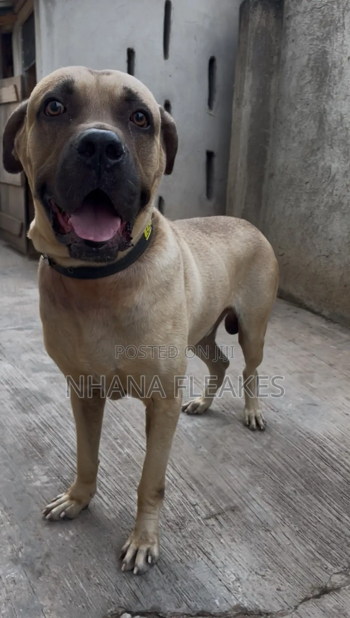 1-3 months Male Purebred Boerboel in Kumasi Metropolitan - Dogs ...