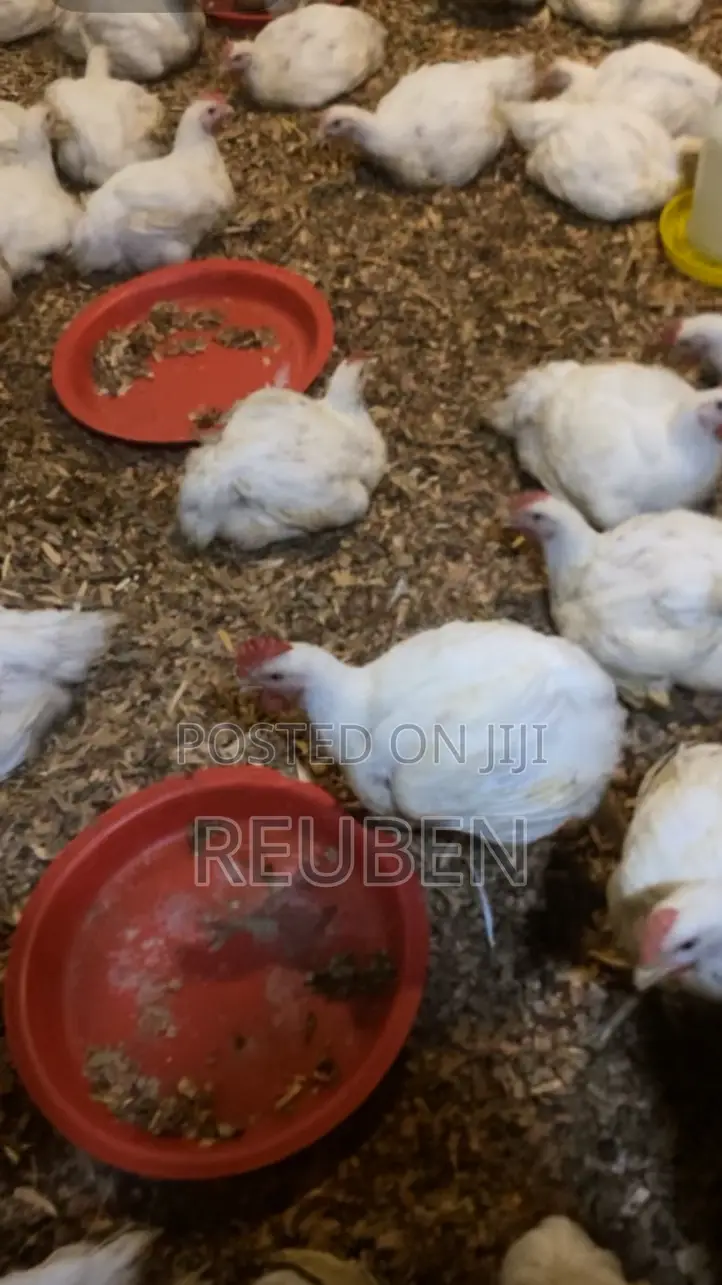 Broiler Chicken in Achimota - Farm Animals, Reuben Edudzi | Jiji.com.gh