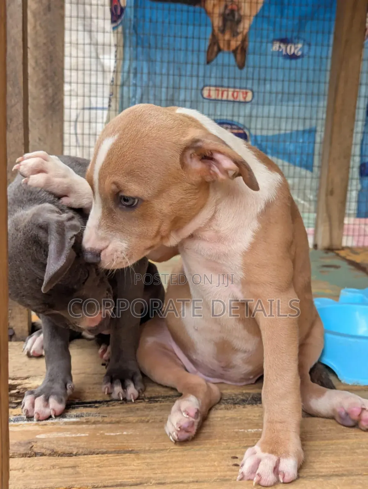 1-3 months Female Purebred American Pit Bull Terrier in Dansoman - Dogs ...