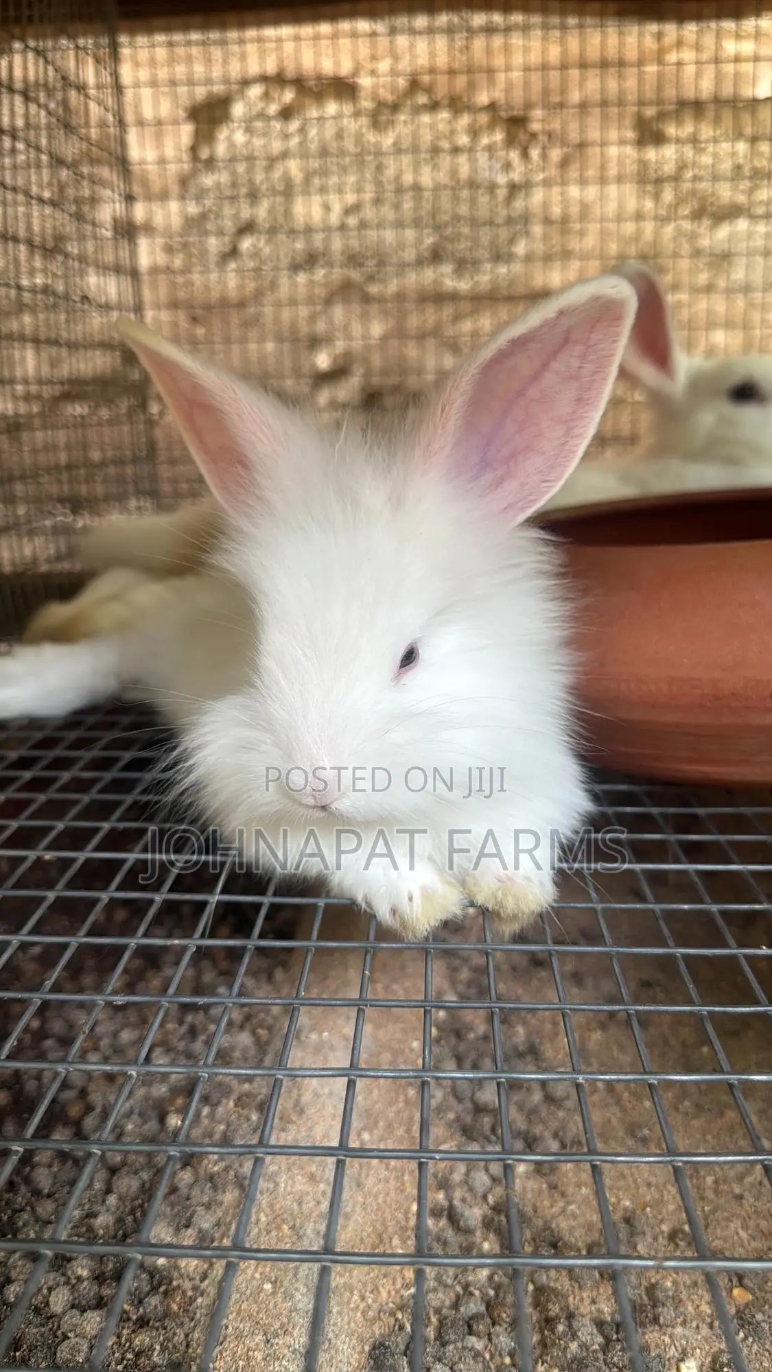 Healthy Rabbit for Pet in Adenta - Farm Animals, Johnapat Farms | Jiji ...