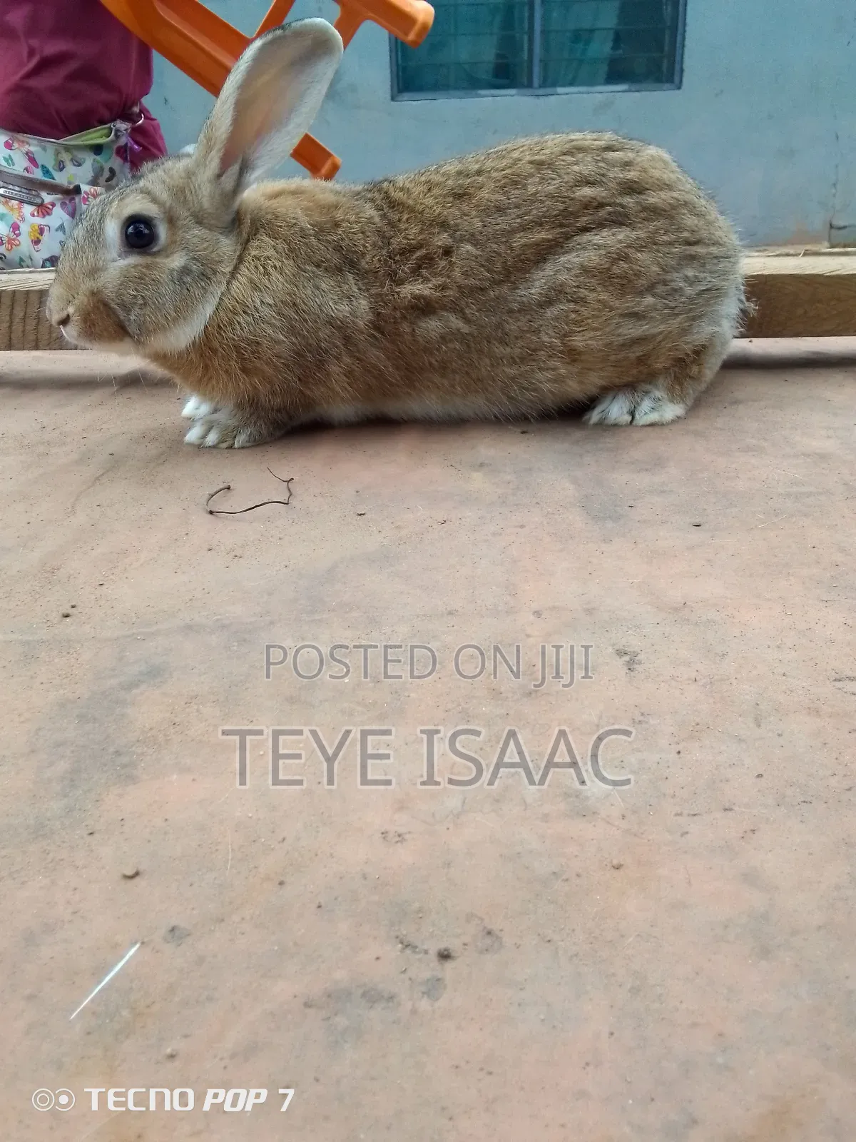 Rabbit for Sale in Adenta - Farm Animals, Teye Isaac | Jiji.com.gh