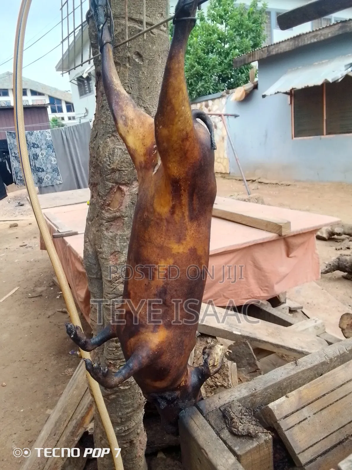 Rabbit for Sale in Adenta - Farm Animals, Teye Isaac | Jiji.com.gh