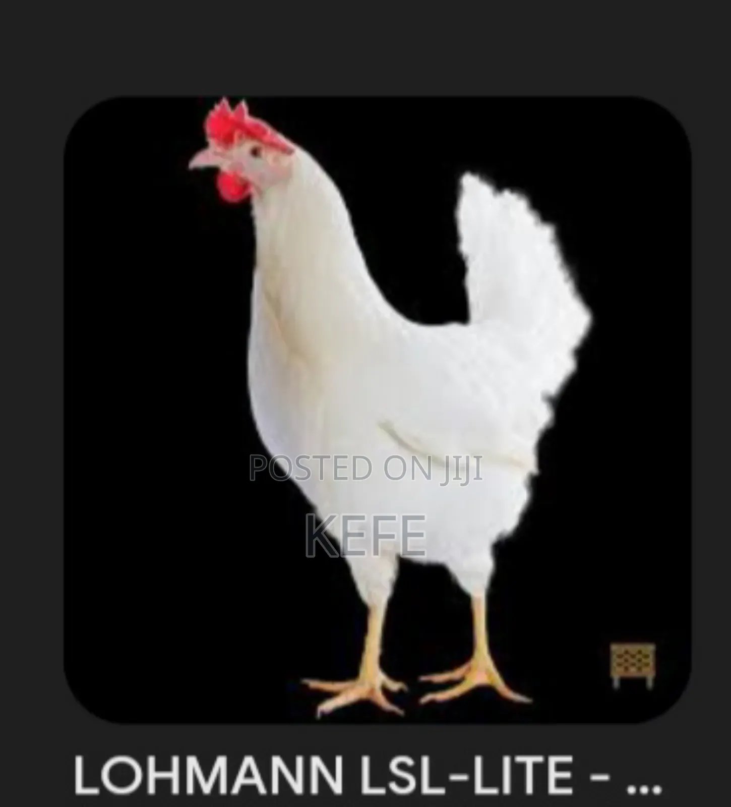 5 Broilers for Sale in Dodowa - Farm Animals, Kefe | Jiji.com.gh