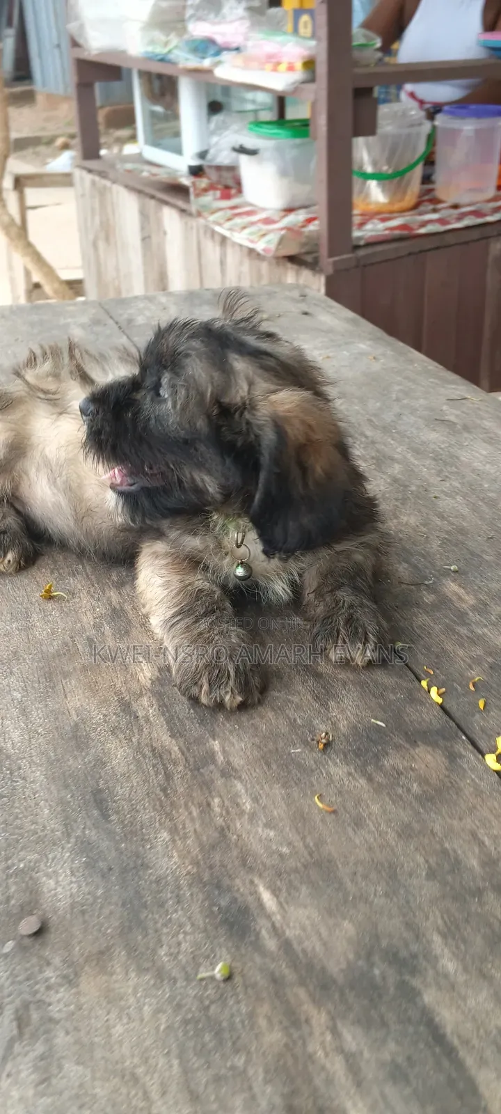 1-3 months Female Purebred Maltipoo in Accra Metropolitan - Dogs ...