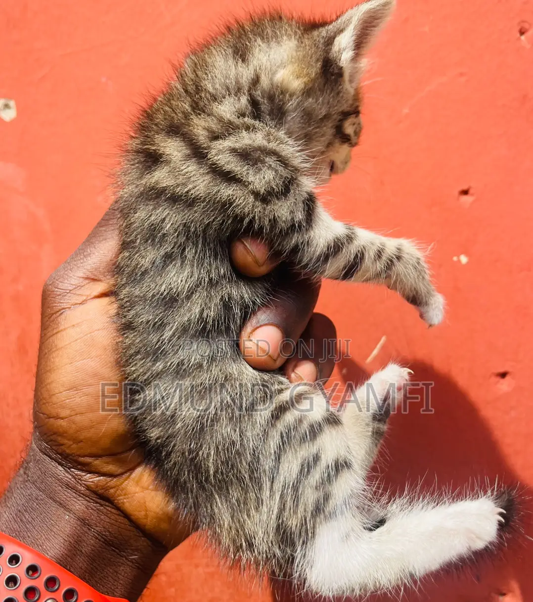 1-3 months Male Purebred Mongrel (No Breed) in Bubuashie - Cats ...