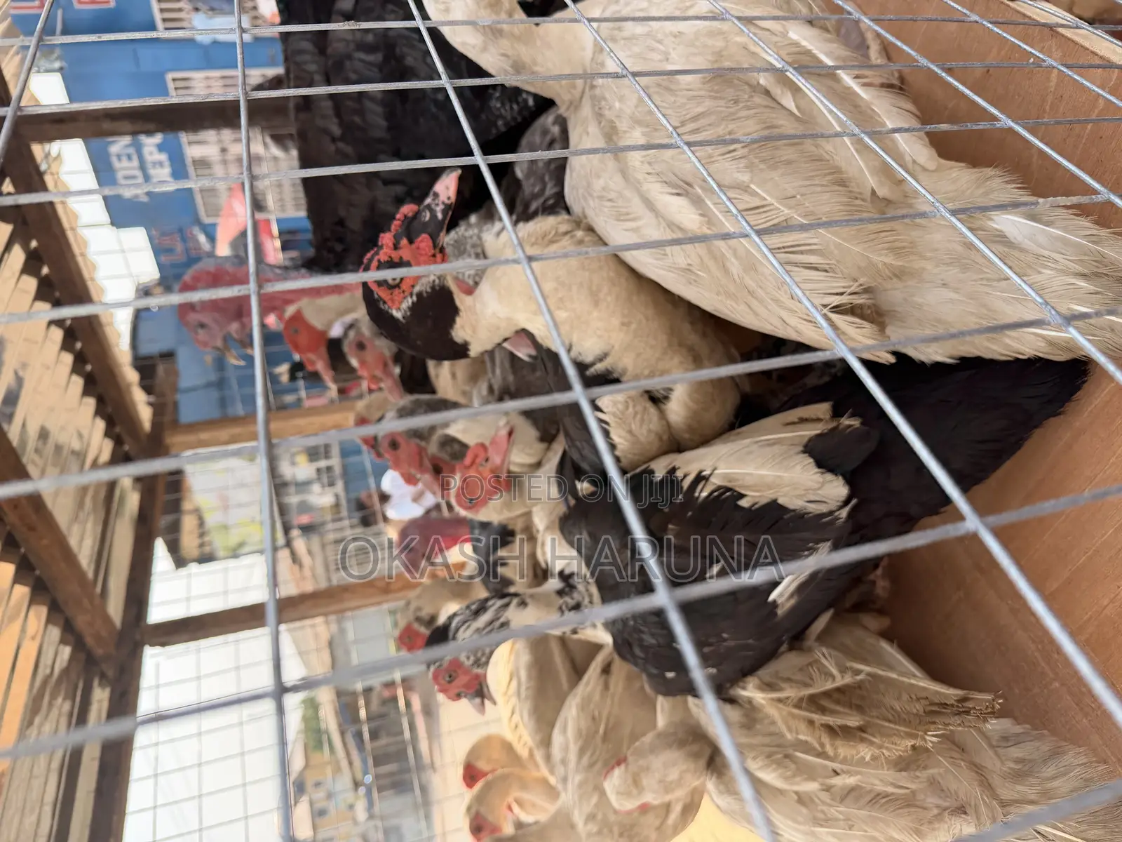 Holiday Promotion Ducks/Turkey in Adenta - Farm Animals, Okash Haruna ...