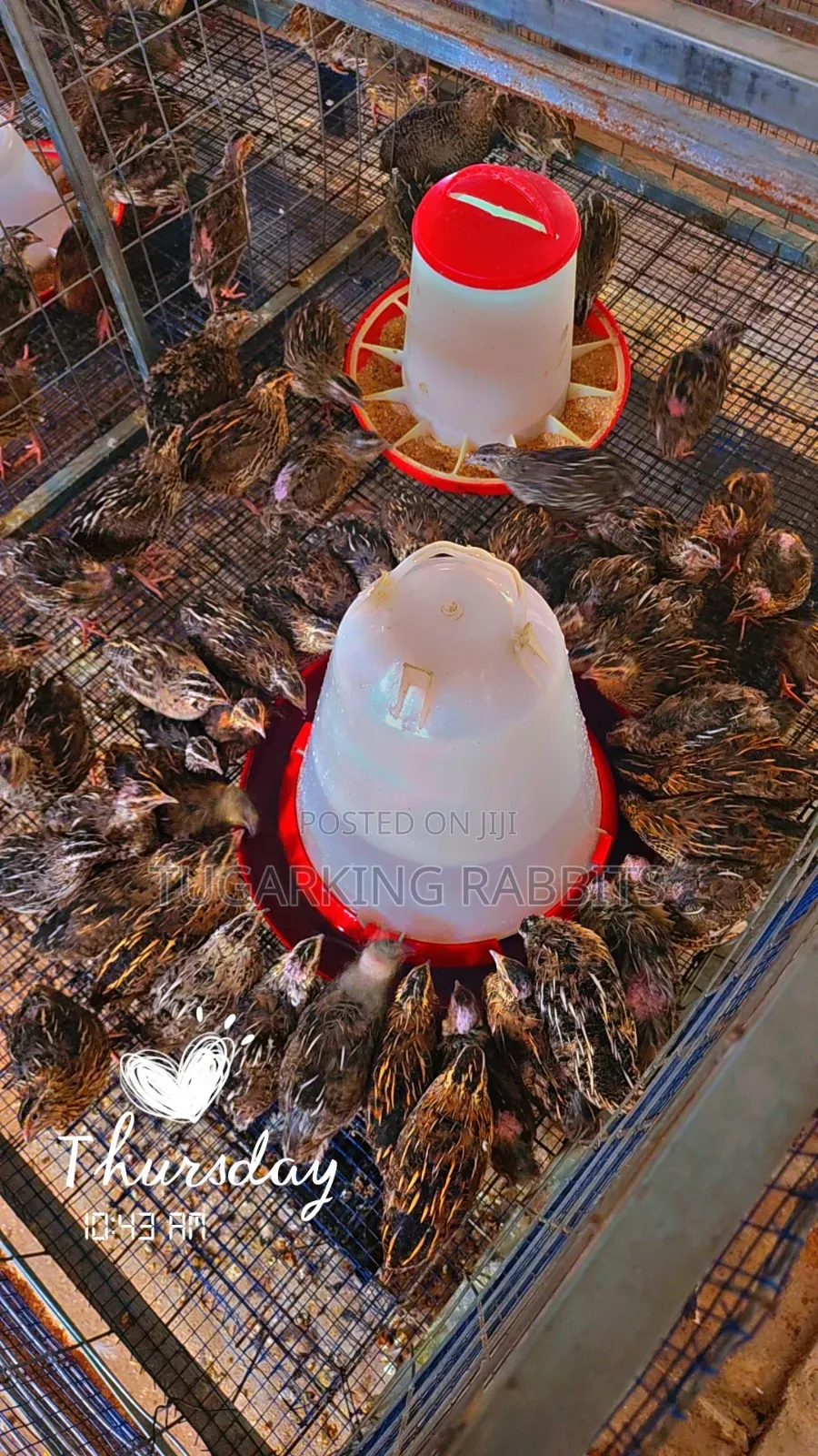 Healthy Matured Qualis in Kumasi Metropolitan - Farm Animals, Kofi ...