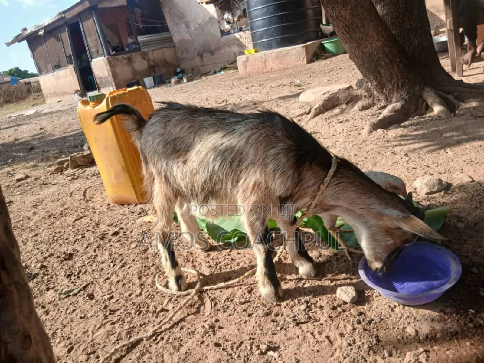 Goats on Sale Around Only Sunyani in Sunyani West - Farm Animals, Amos ...