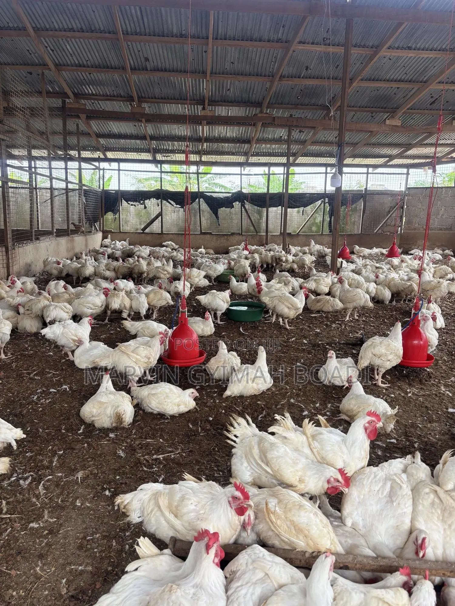 Festive Broilers for Sale – Over 2.5kg – GHS 200 Each! in Kumasi ...