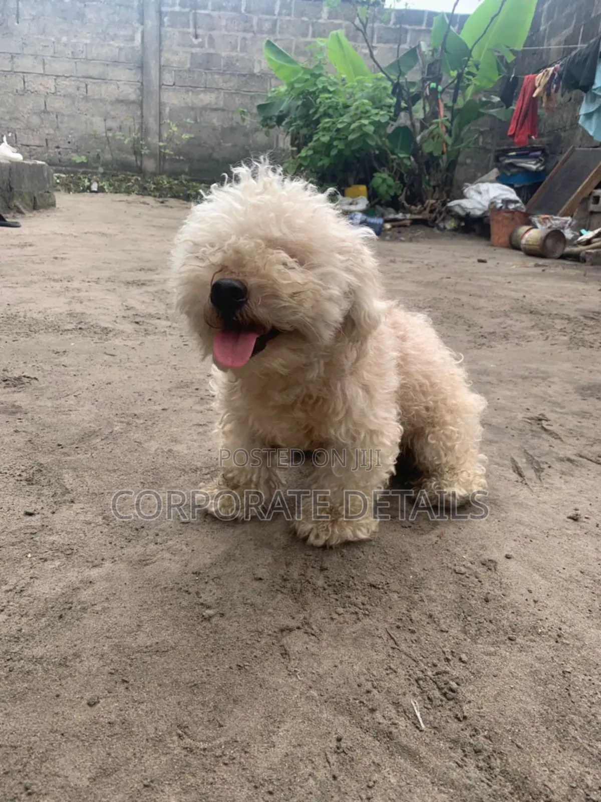6-12 months Female Purebred Maltese in Dansoman - Dogs & Puppies ...