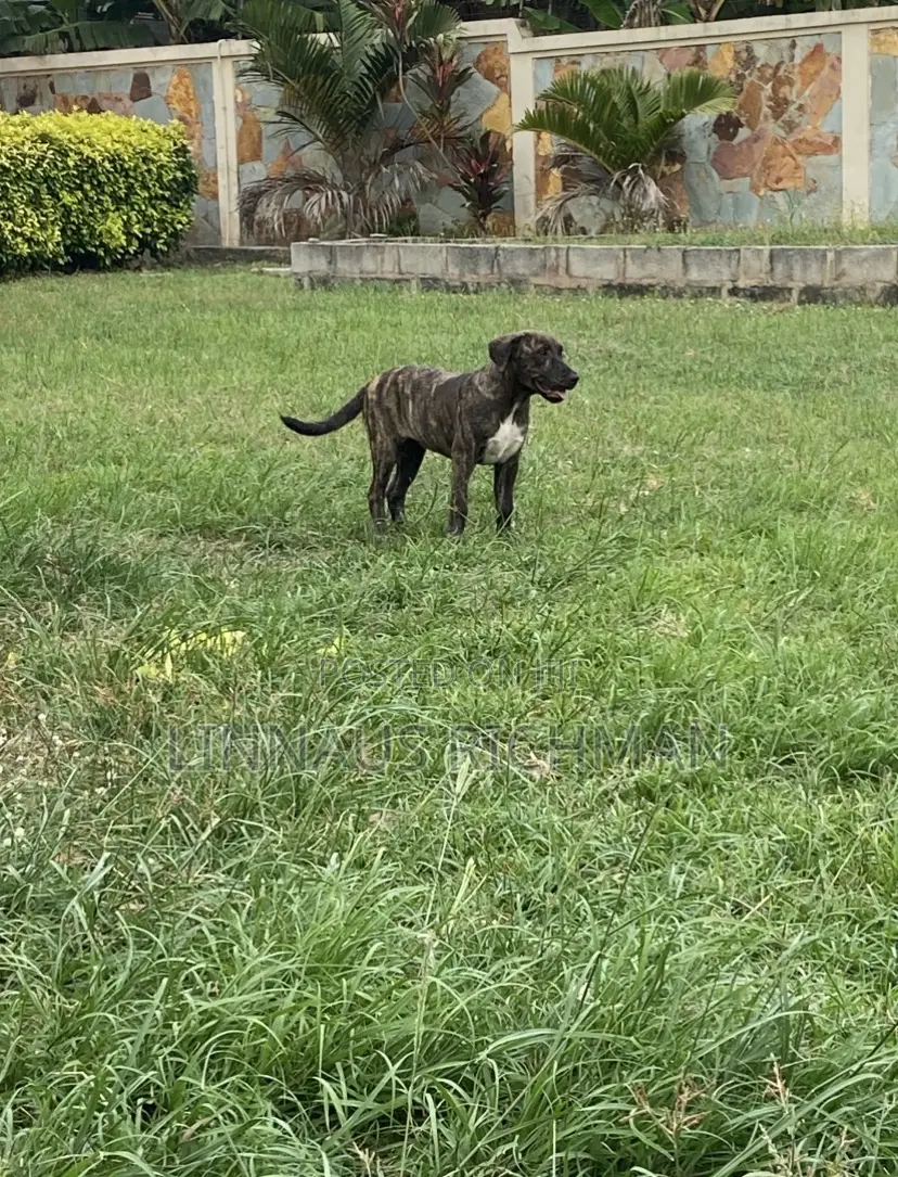 3-6 months Male Purebred Boerboel in Ofankor - Dogs & Puppies, Linnaus ...