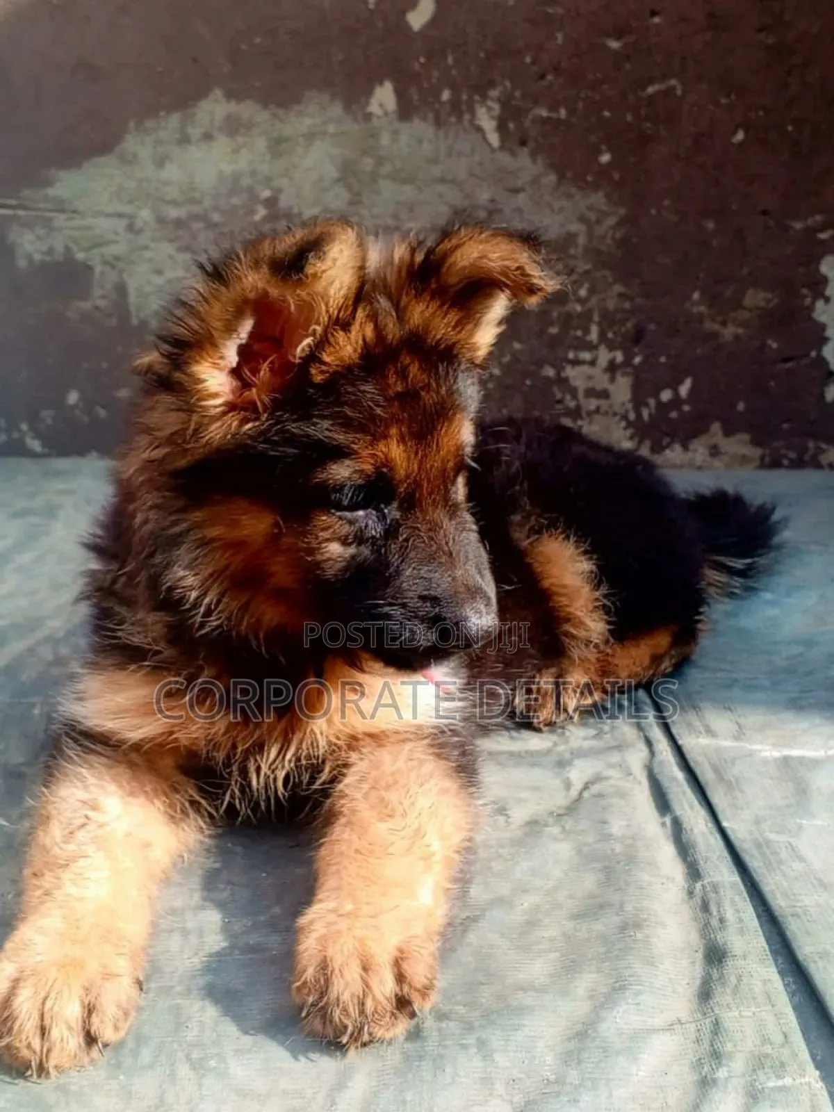 1-3 months Female Purebred German Shepherd in Dansoman - Dogs & Puppies ...