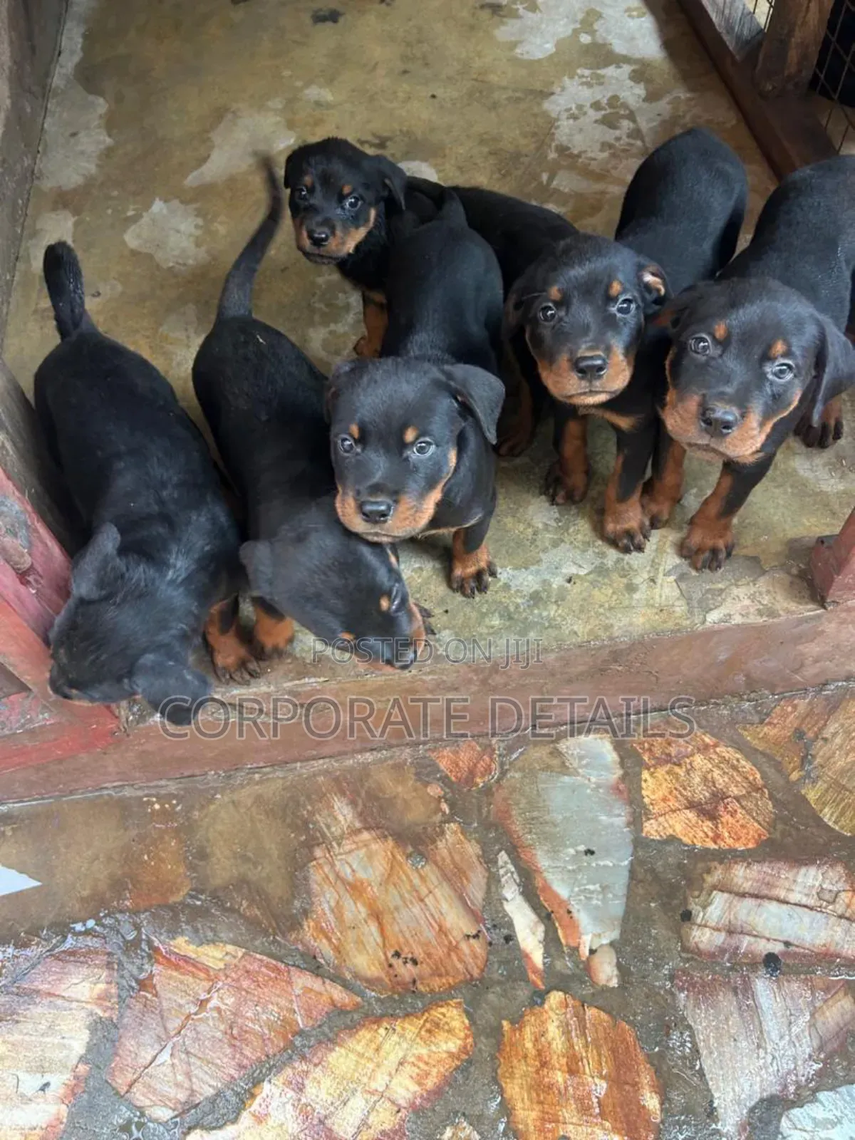 1-3 months Female Purebred Rottweiler in Dansoman - Dogs & Puppies ...