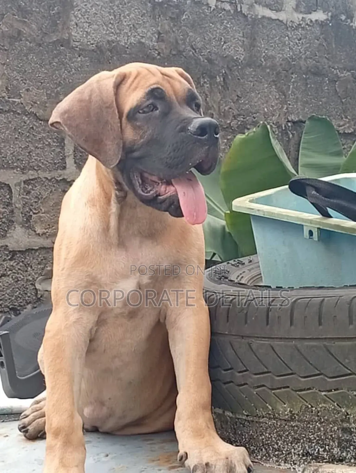 1-3 months Female Purebred Boerboel in Dansoman - Dogs & Puppies ...