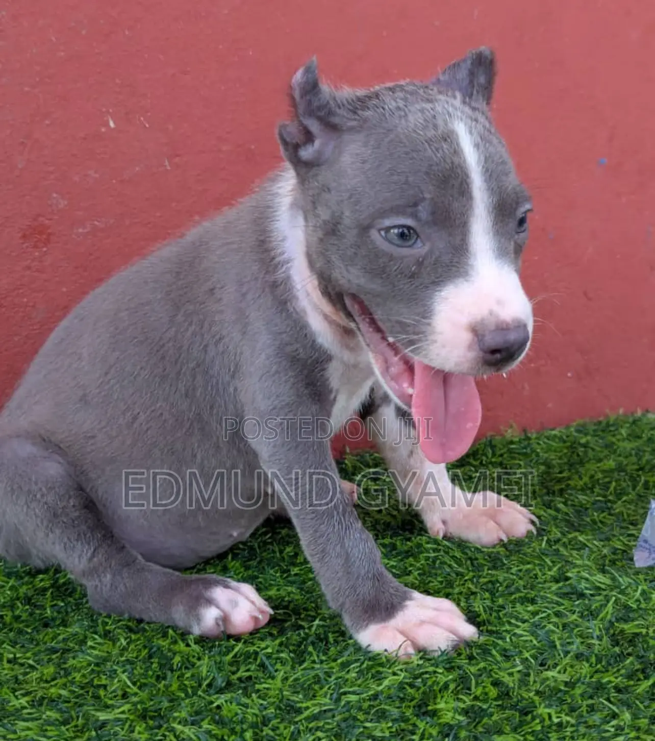 1-3 months Female Purebred American Pit Bull Terrier in Teshie - Dogs ...