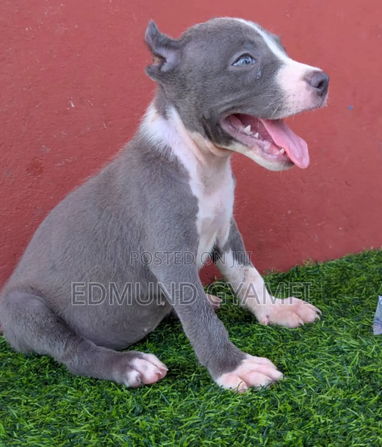 1-3 months Female Purebred American Pit Bull Terrier in Teshie - Dogs ...