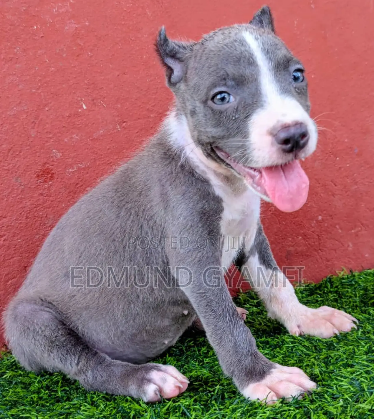 1-3 months Female Purebred American Pit Bull Terrier in Teshie - Dogs ...