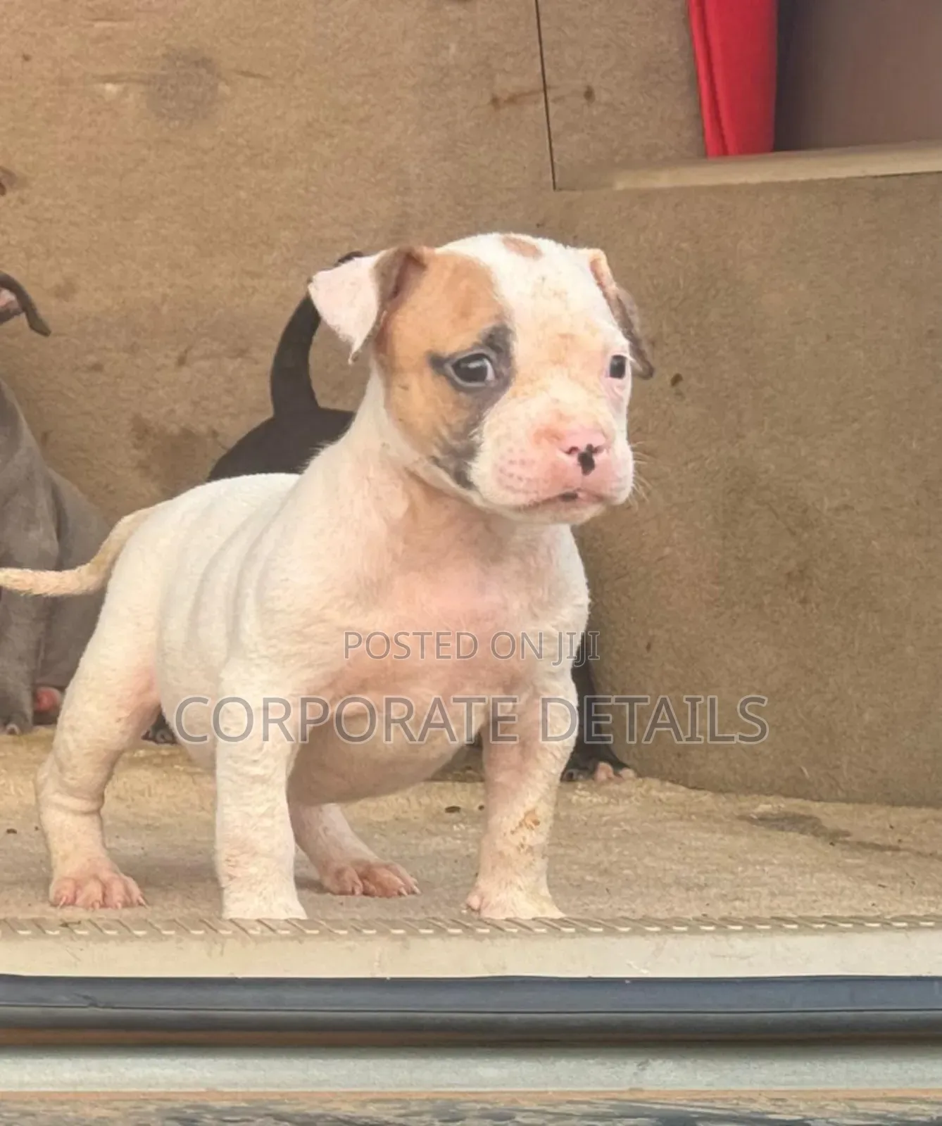 1-3 months Female Purebred American Pit Bull Terrier in Dansoman - Dogs ...
