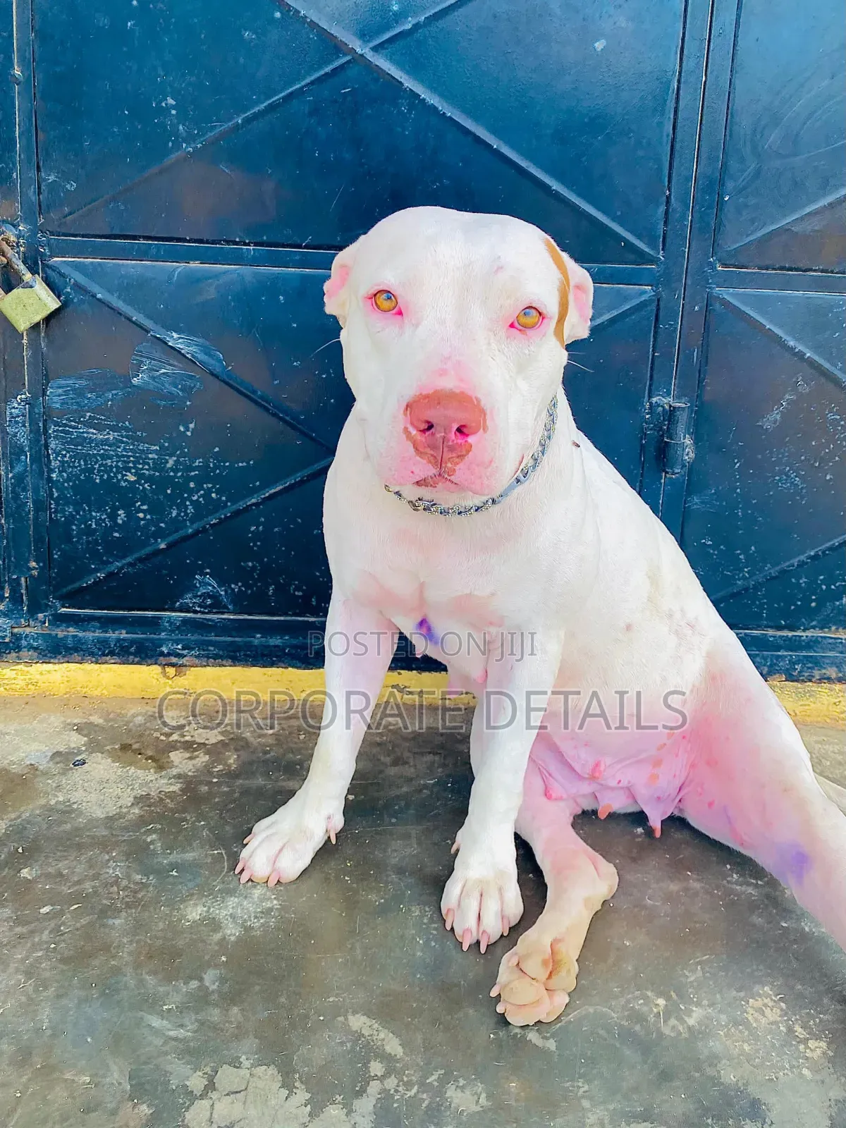 1+ year Female Purebred American Pit Bull Terrier in Dansoman - Dogs ...