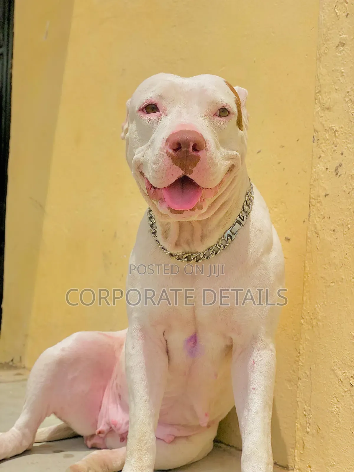 1+ year Female Purebred American Pit Bull Terrier in Dansoman - Dogs ...