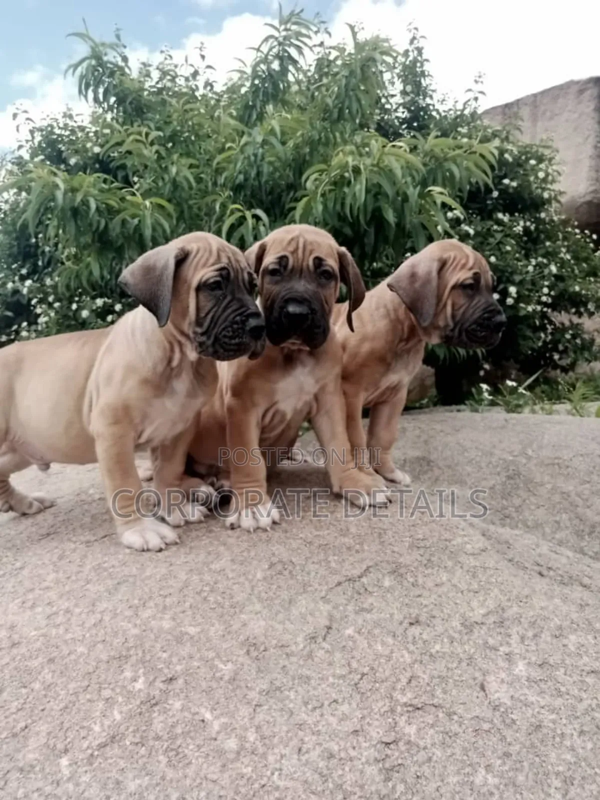 1-3 months Male Purebred Boerboel in Dansoman - Dogs & Puppies ...