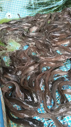 Healthy Cat Fish in Oyarifa - Fish, Vapour Solonaire | Jiji.com.gh