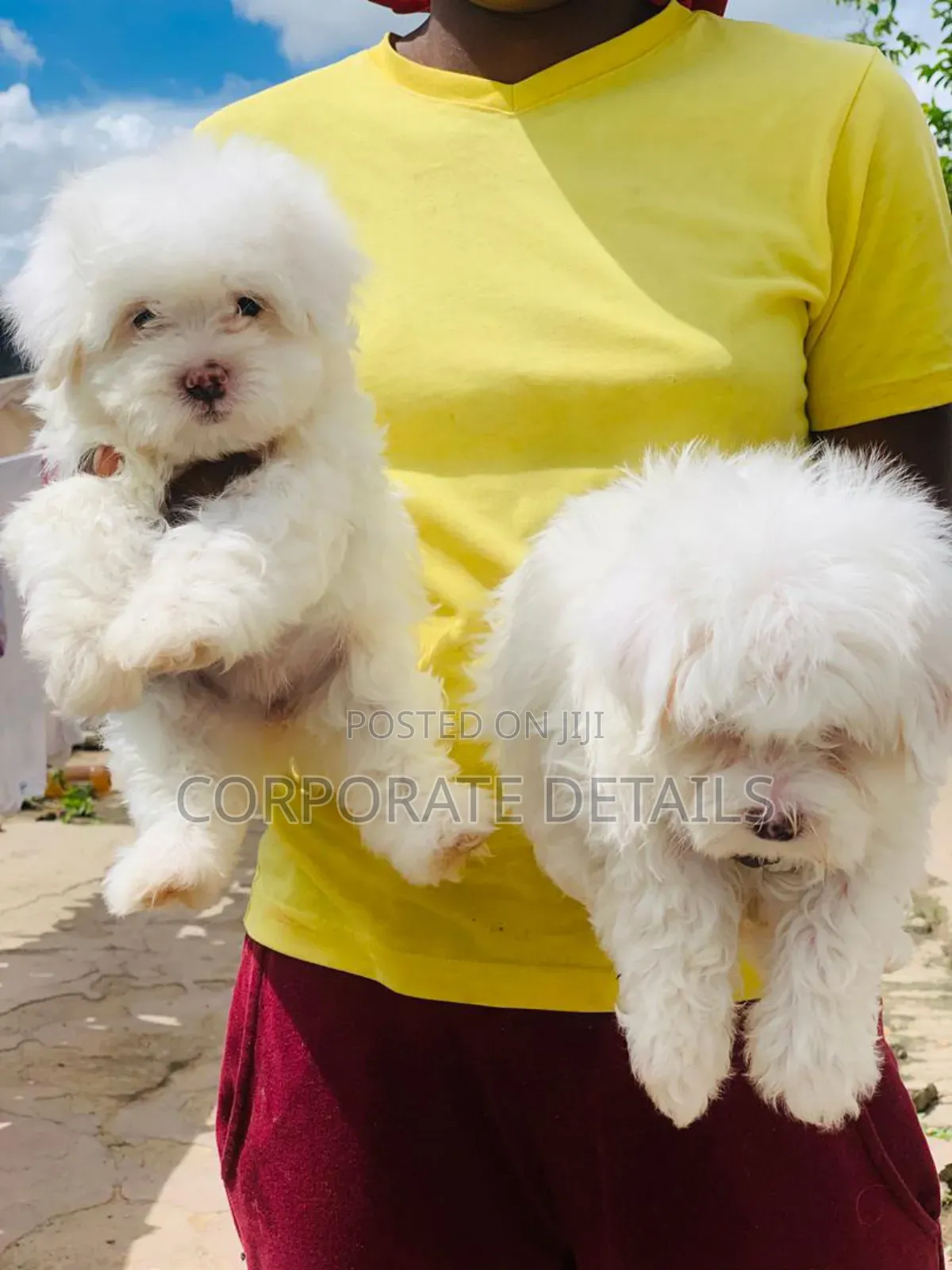1-3 months Female Purebred Maltese in Dansoman - Dogs & Puppies ...